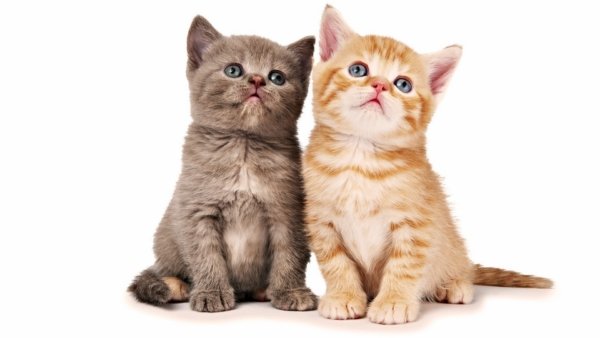 image de 2 chats - Image De